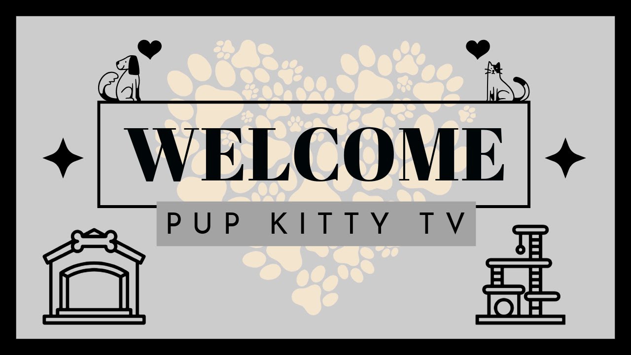 WELCOME TO THE CHANNEL! | PUP KITTY TV - YouTube