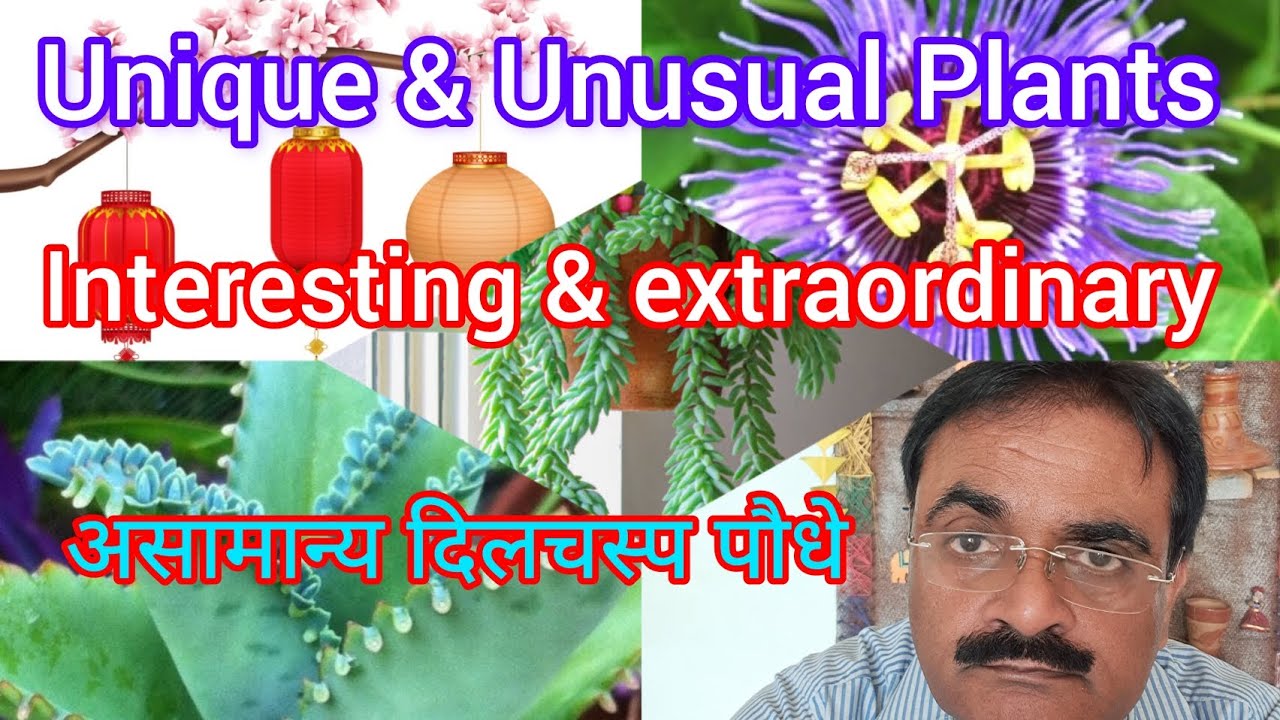 Unique And Unusual Plants, Interesting And Extraordinary Plants, असामान्य और दिलचस्प पौधे। - YouTube