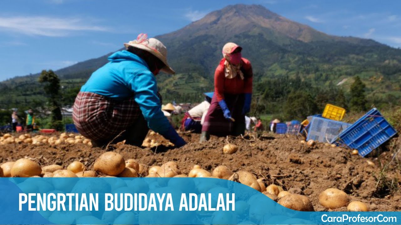 Pengertian Budidaya Adalah - YouTube