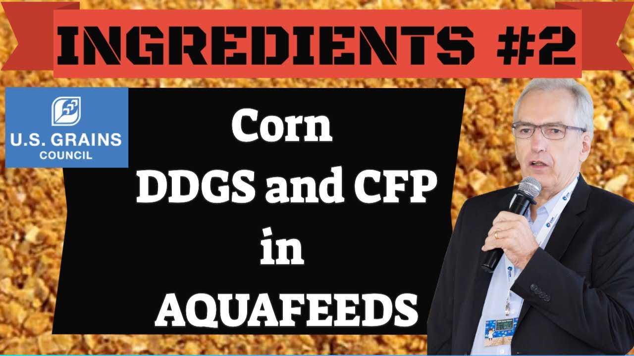 Use of DDGS and Corn Fermented Protein in Aquafeeds - YouTube