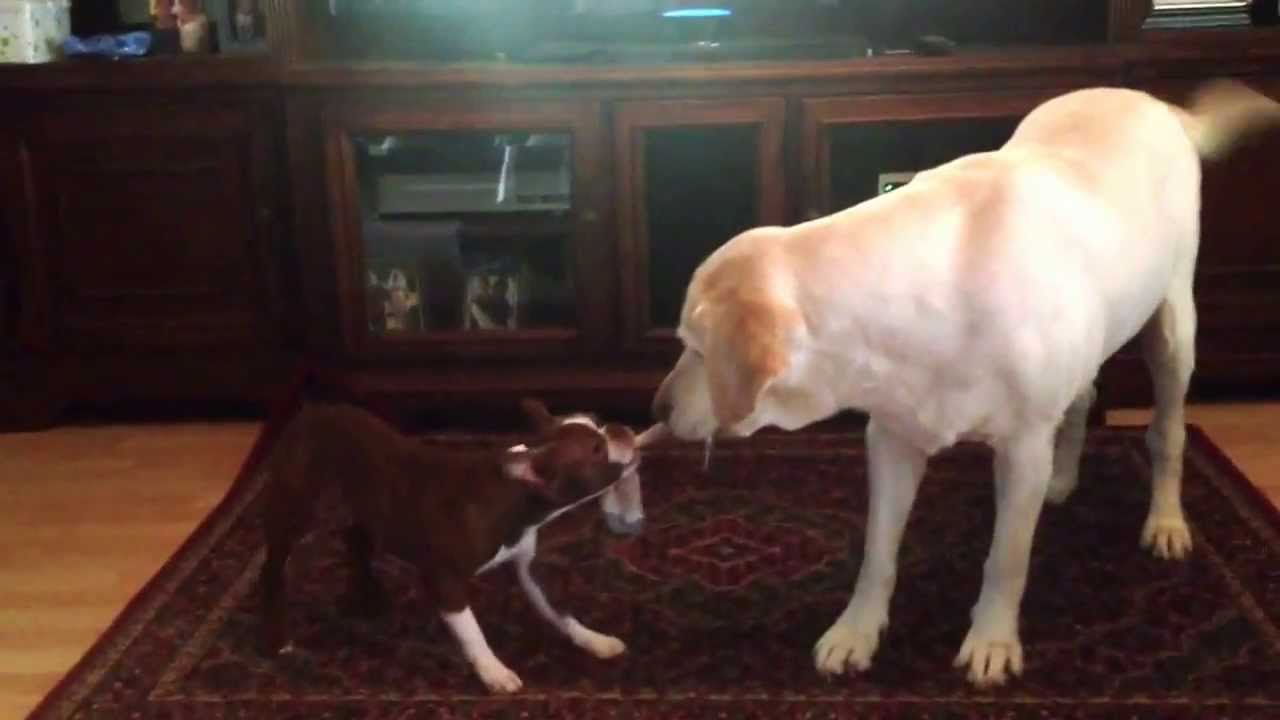 Screw tail takes on two labs - YouTube