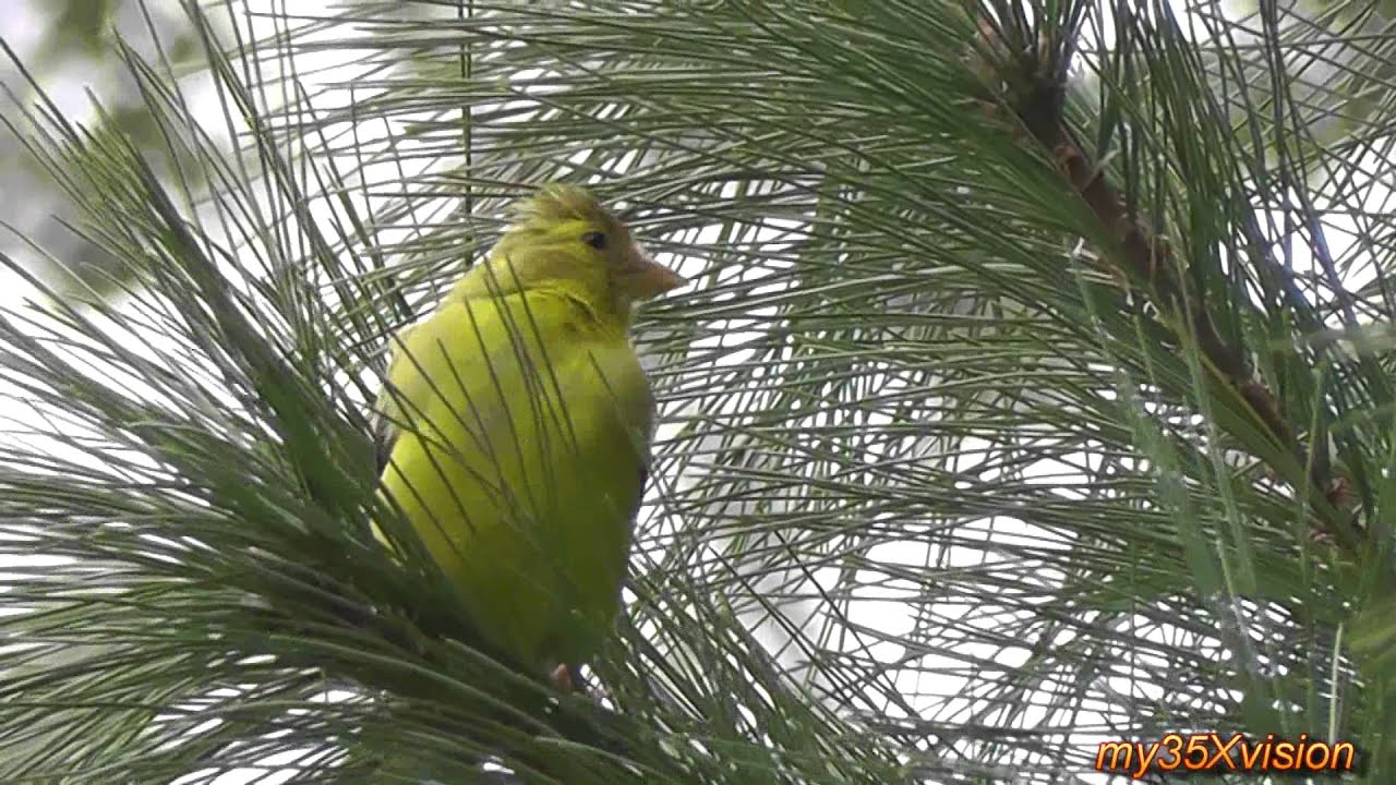 American Goldfinch calling and approaching Fall in HD - YouTube