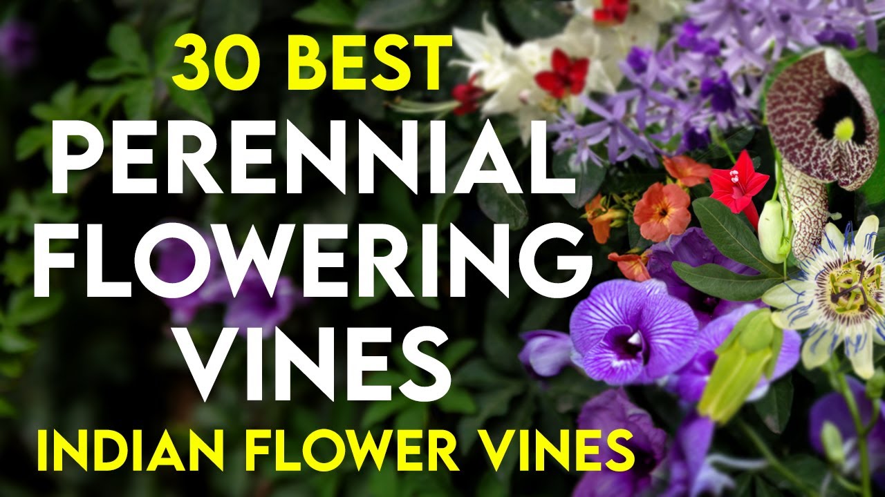 30 best climbing flower plants in india | permanent flower plant ...
