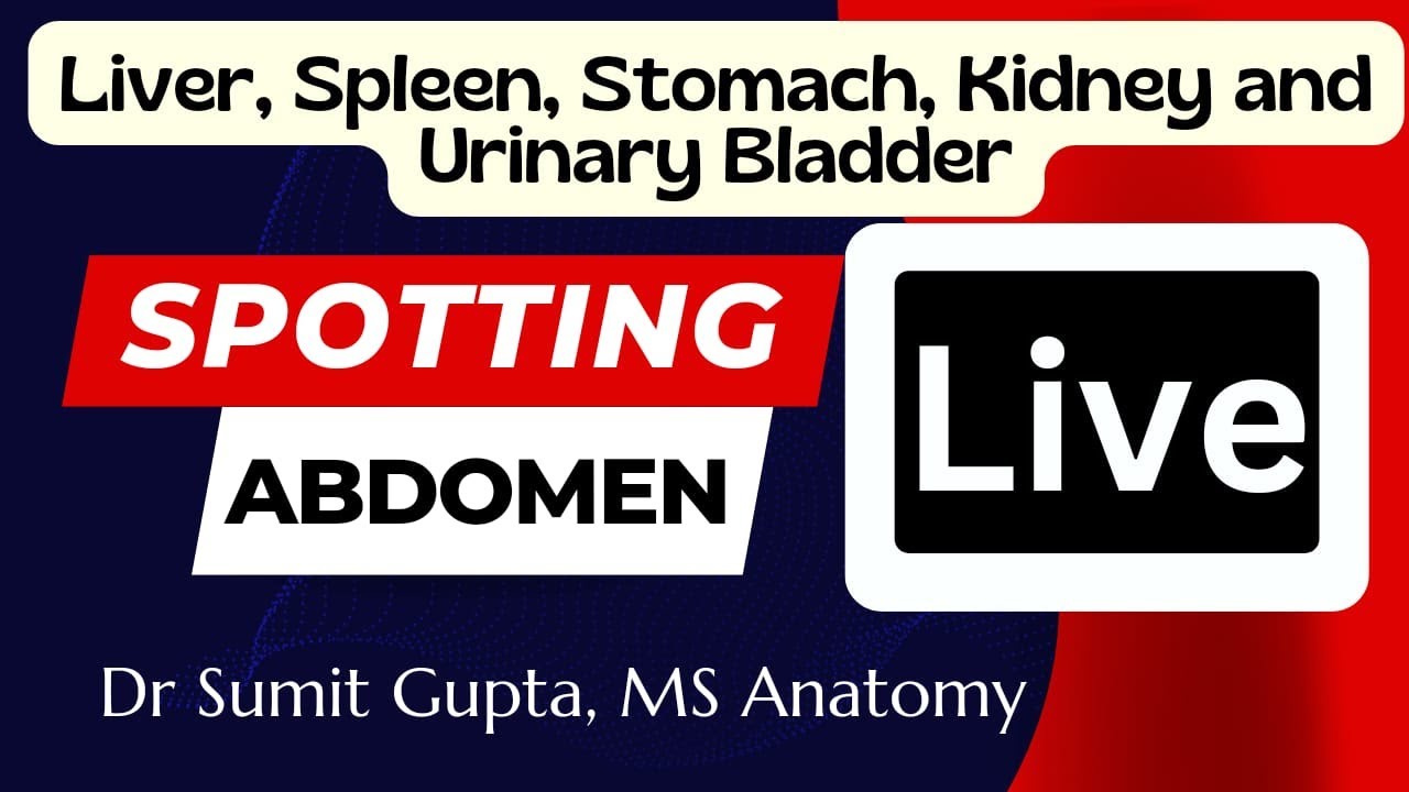 Abdomen spotting : Anatomy exam - YouTube