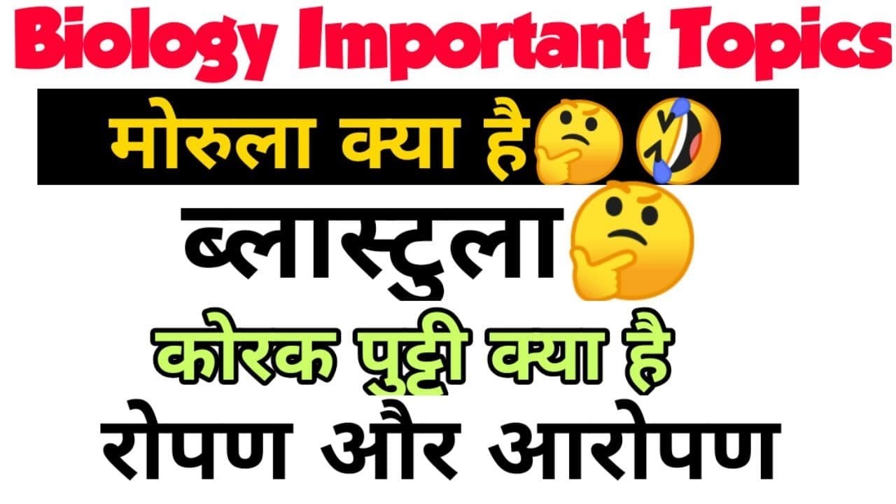 Morula | Morulation | Blastulation | Blastocoel | implantation ...