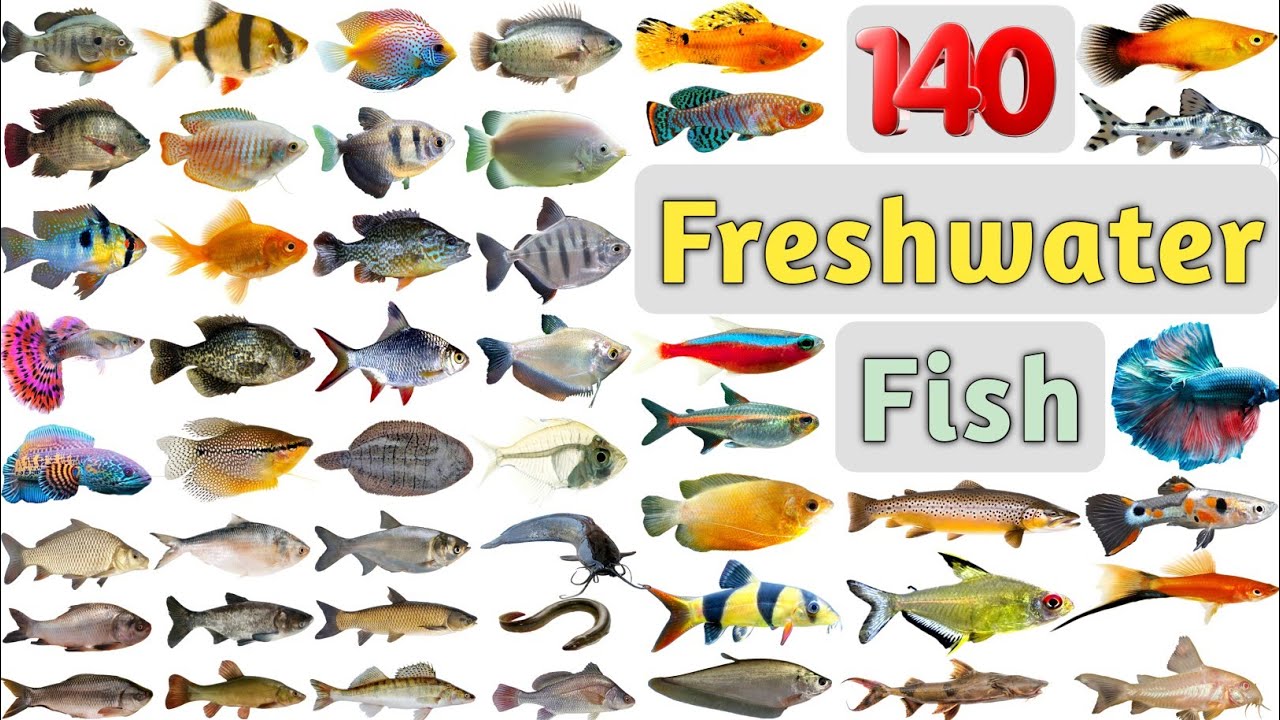 Freshwater Fish Video ll 140 Freshwater Fishes Name In English With ...