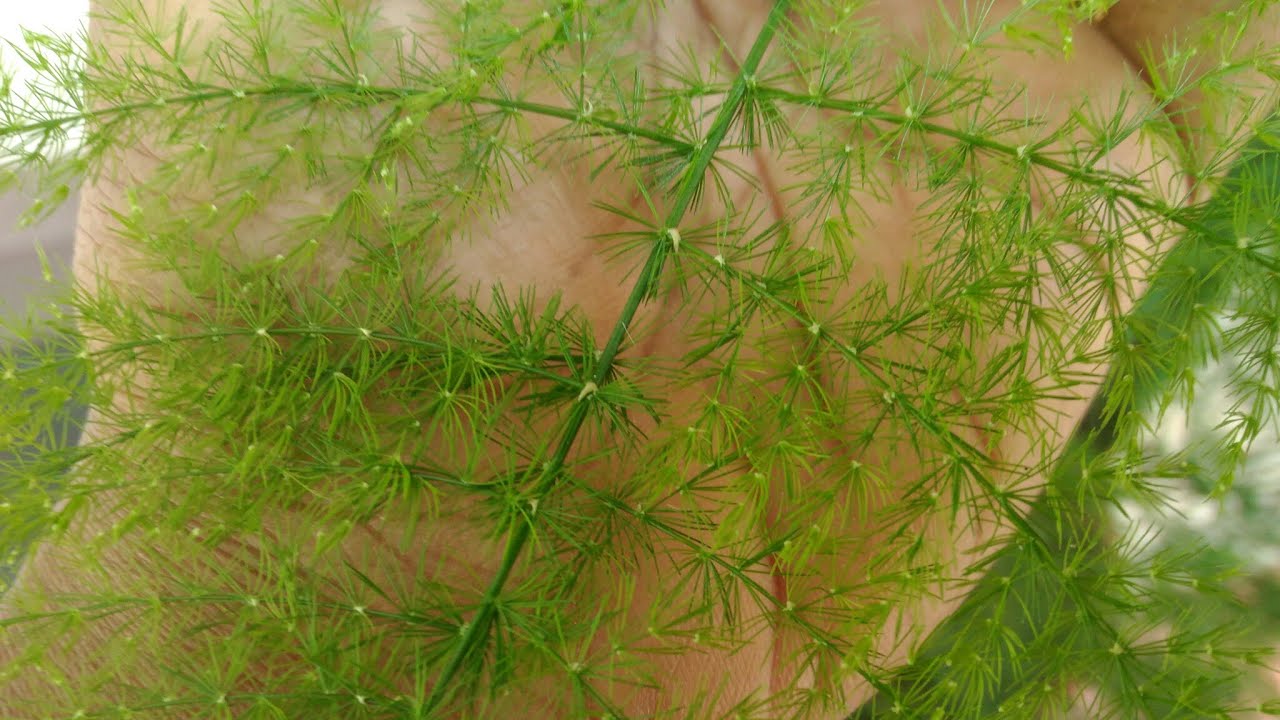 Asparagus Fern vine /mini forest in a pot☺ - YouTube