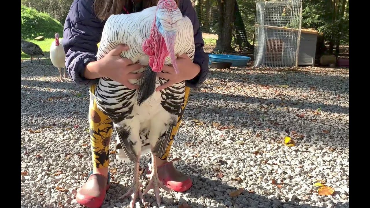 Turkey burping#loud #funny - YouTube