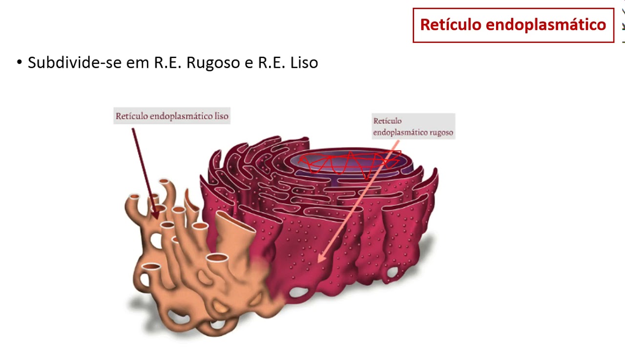 Sistema De Endomembranas PPT - Sistema de Endomembranas PowerPoint ...