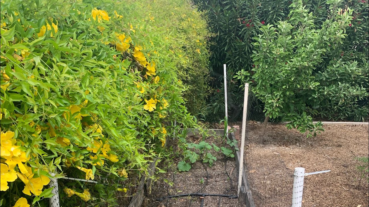 Food Forest, Permaculture, Tucson AZ, Video #8 - YouTube