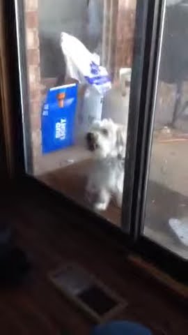 Funny dog licking window! - YouTube