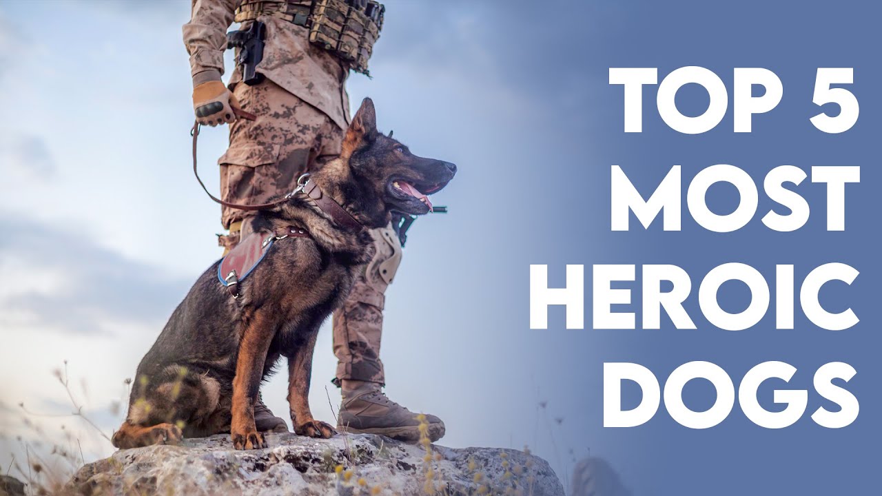 Top 5 Most Heroic Dogs- Tales of Courage and Bravery - YouTube