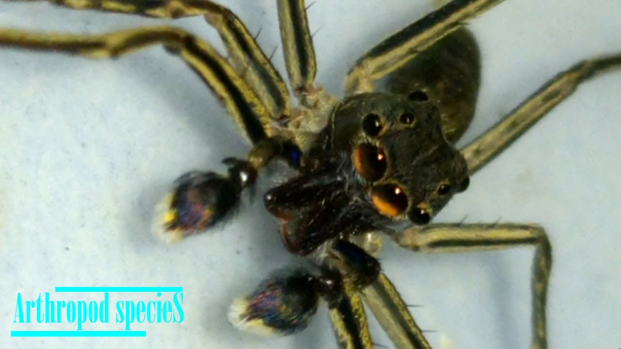 Arachnida Species - Cute Jumping Spider Species #20 - YouTube