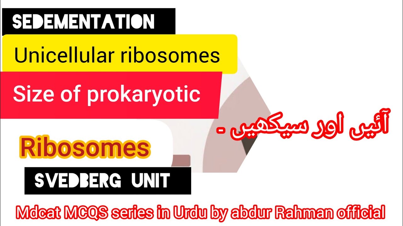 Prokaryotic ribosomes size|prokaryotic cells| svedberg unit by Abdur ...