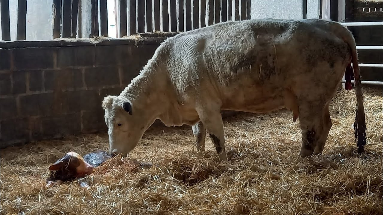 Spring calving has began! - YouTube