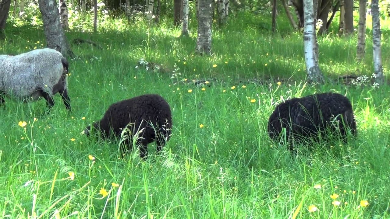 Sheep Summer has arrived in Finland - YouTube
