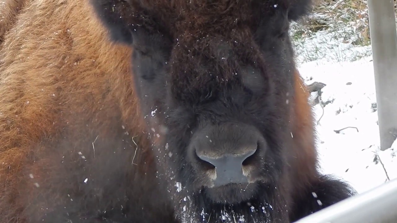 Bison in Snowy Calgary Zoo - YouTube