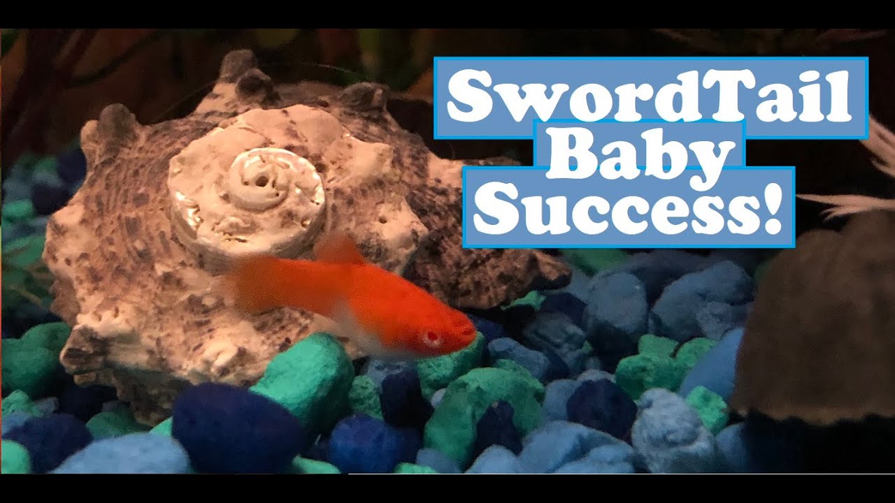 Koi Sword tail breeding Success! - YouTube