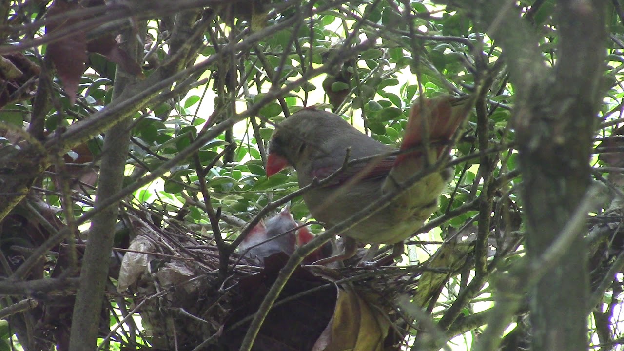 Cardinal Chicks eating worms and demonstrating what Fecal Sacks are ...