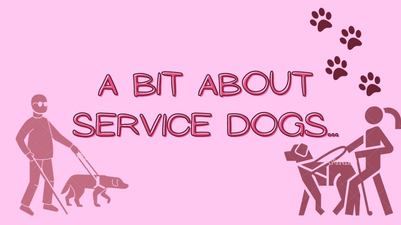 A Bit About Service Dogs YouTube a-bit-about-service-dogs-youtube