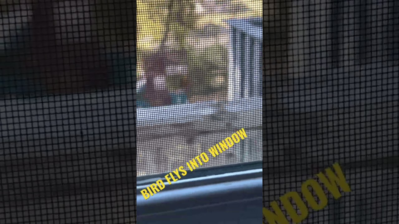 BIRD FLYS INTO WINDOW - YouTube