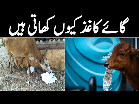 Why Cow Eat Paper? | Cow Eating Paper - YouTube