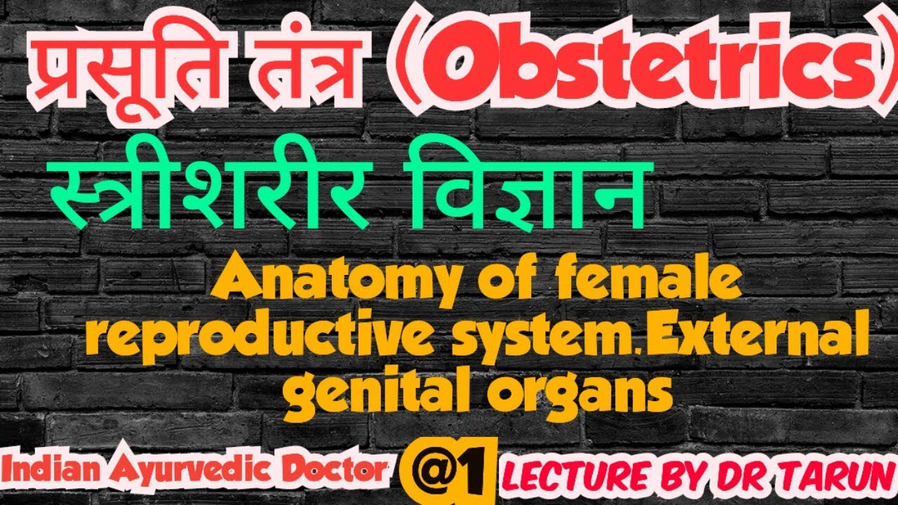Anatomy of female reproductive system | External genital organs | BAMS ...