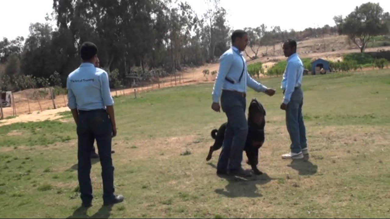Rottweiler dog training courses in egypt - YouTube