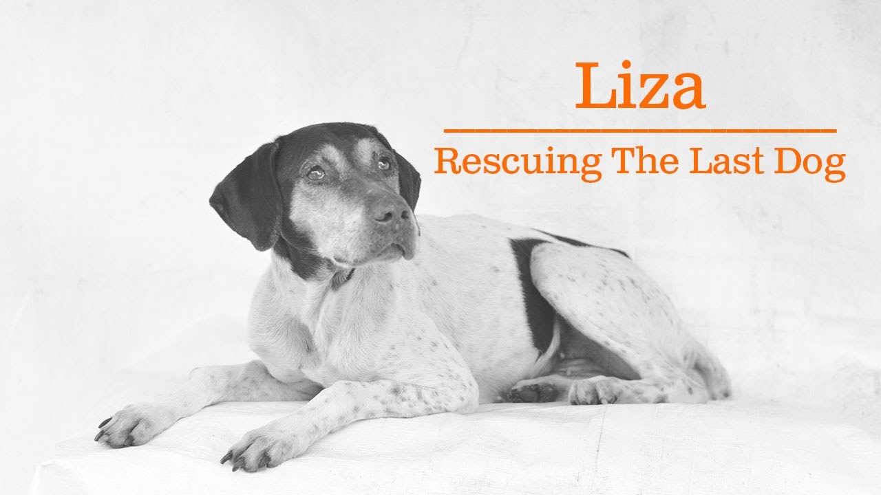 Liza Is Safe!🐾Rescued, Redeemed, and Ready for Love!💛🧡 ️#dogrescue ...