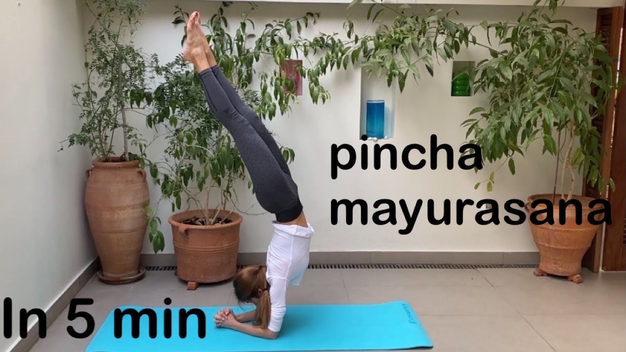 PINCHA MAYURASANA IN 5 MIN | Forearm stand step by step | Pincha ...