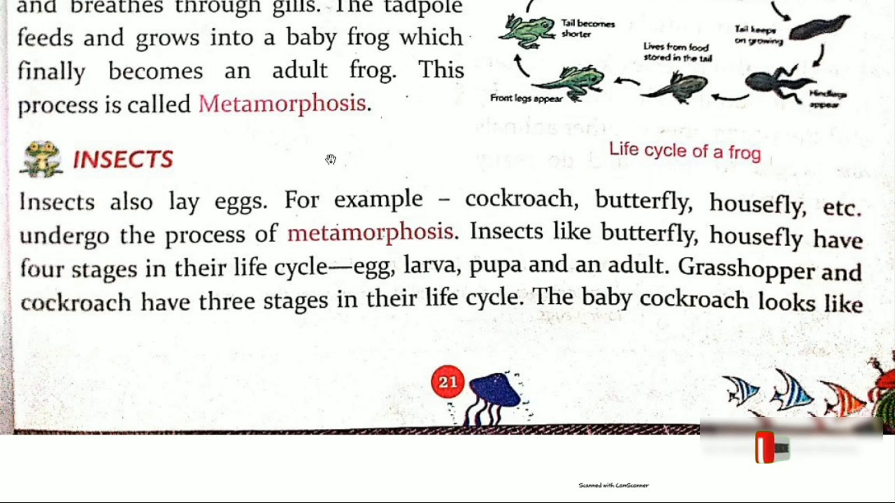 Animals - Growing in Numbers #2 - YouTube