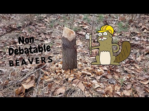 Beavers at the Farm - YouTube