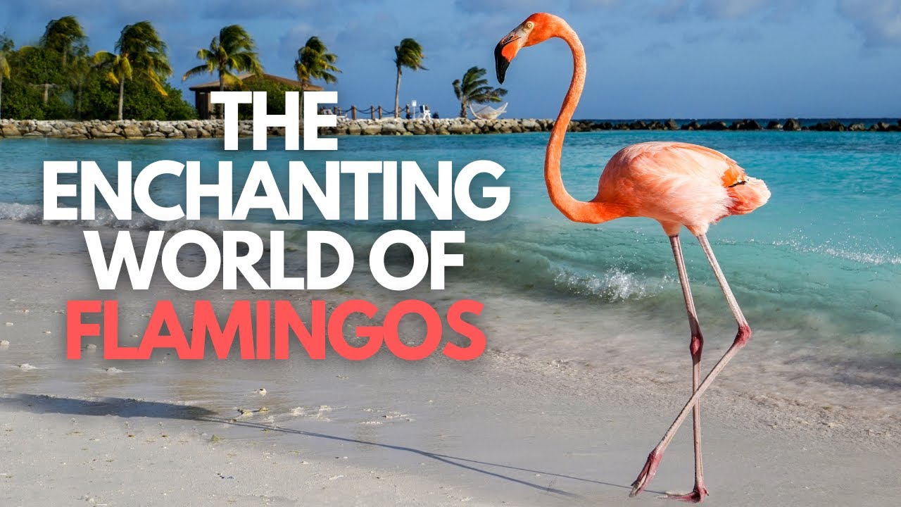 All about Flamingo | The Enchanting World of Flamingos - YouTube