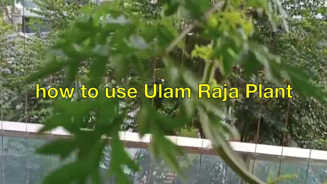 How to use Ulam Raja Plant || Introducing the Ulam Raja Cloves Tea ...