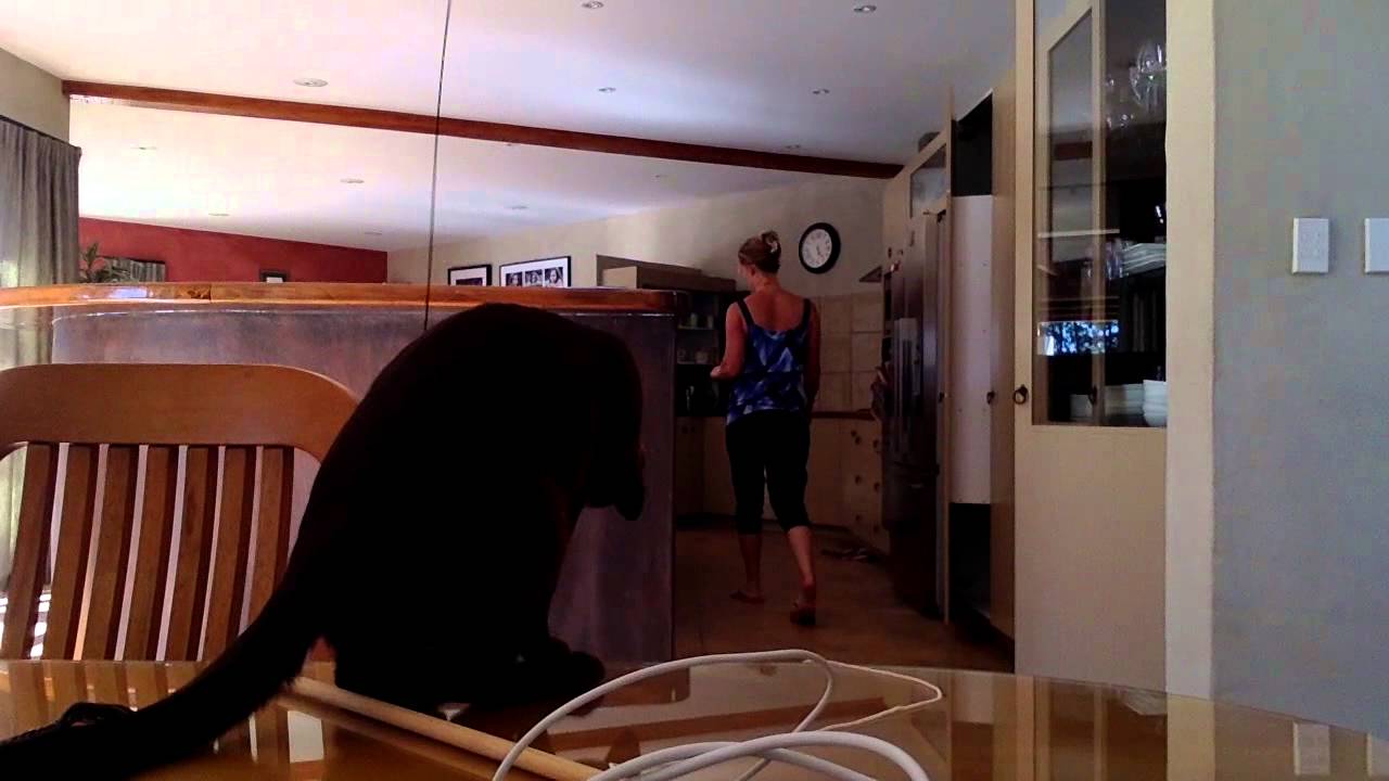 Cats Can Do Backflips - YouTube