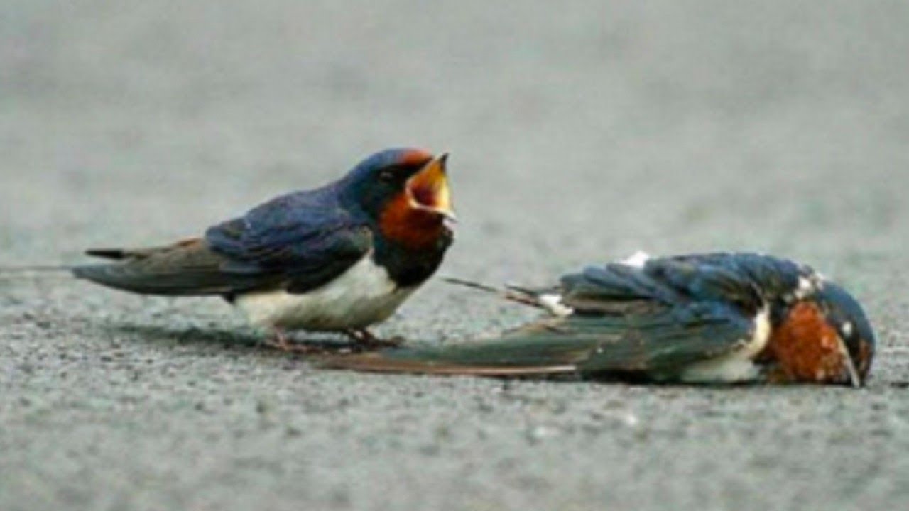 I fix a birds broken wing at home, !!! Broken wing Bird,#cat - YouTube