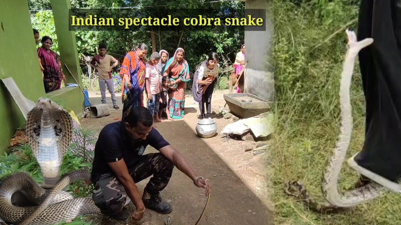 (4 snake rescue vlog )Big size king cobra rescue operation in odisha ...