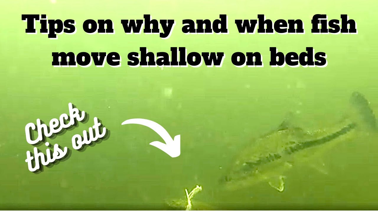 Tips to help you determine when to fish shallow during the spawn. - YouTube