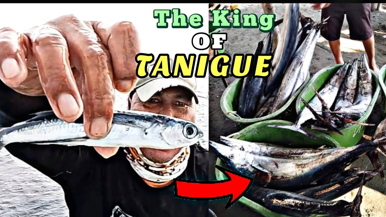 CATCHING BIG TANIGUE : Flaying fish Ang Secreto Sa Pag Tatanigue | KA ...