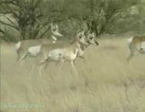 Pronghorn Antelope