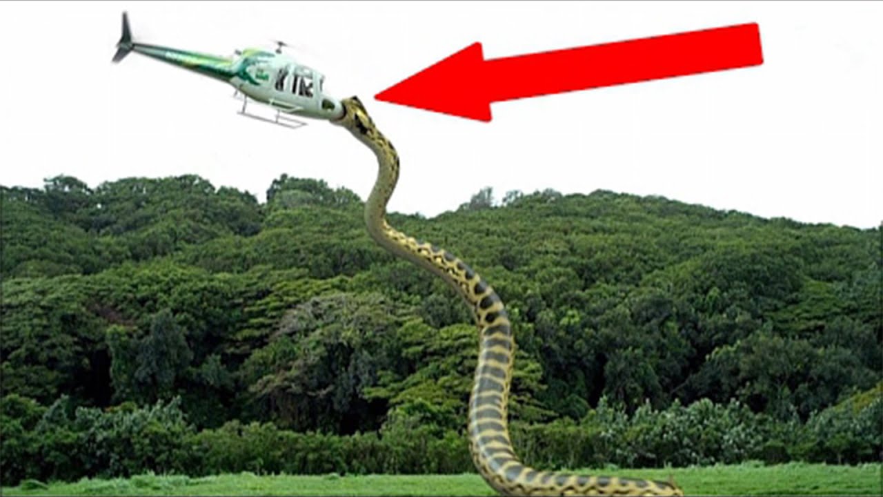 10 Most Terrifying Extinct Creatures Ever - YouTube