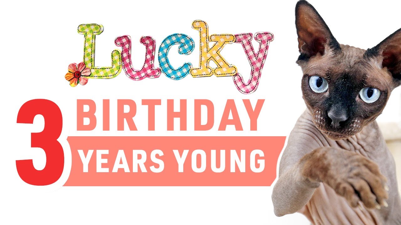 HAPPY BIRTHDAY Cat Alfred ! 3 Years Old! | Sphynx Cat Birthday | Part 2 ...
