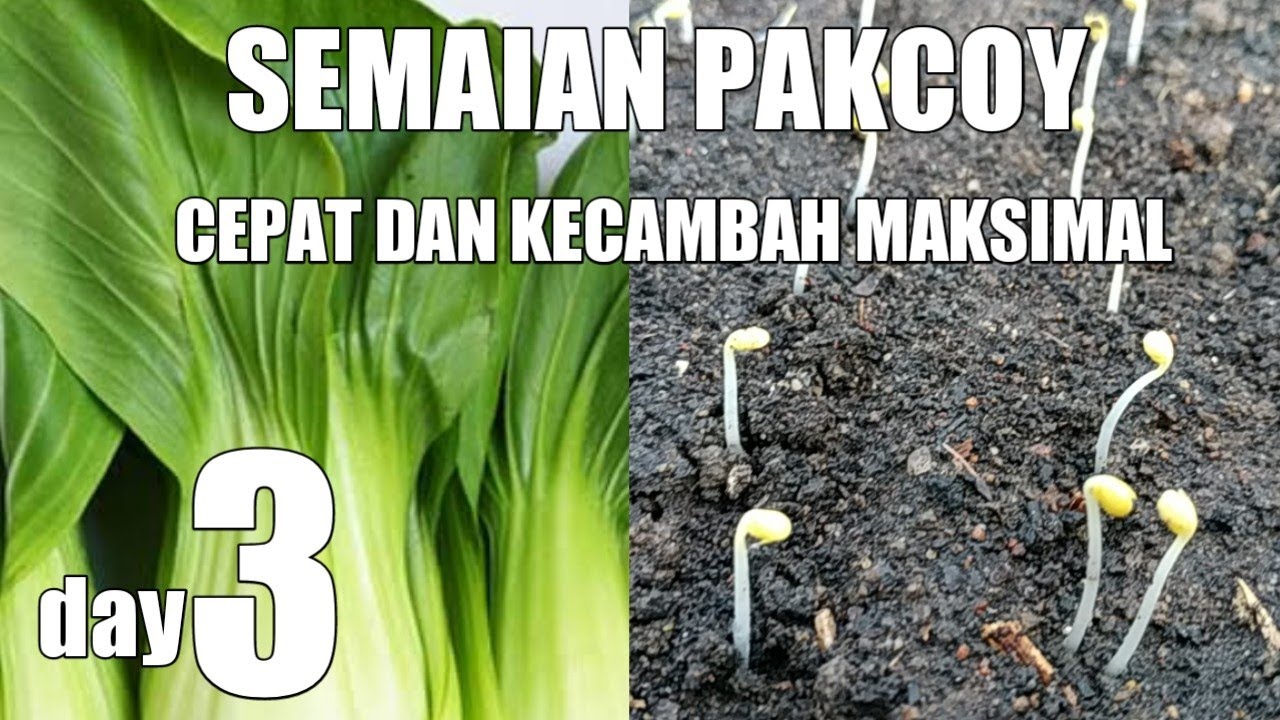 CARA SEMAI SAYUR PAKCOY CEPAT DAN SEHAT | PUTRA KALISA GROUP | BERKEBUN ...