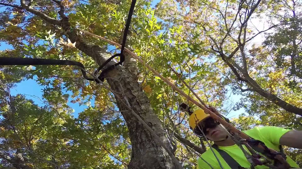 Integrity Tree Care - Our Climbers - YouTube