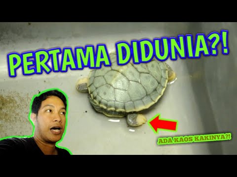 MUNGKIN SATU SATUNYA DI DUNIA! KURA KURA MORPH BARU! - YouTube