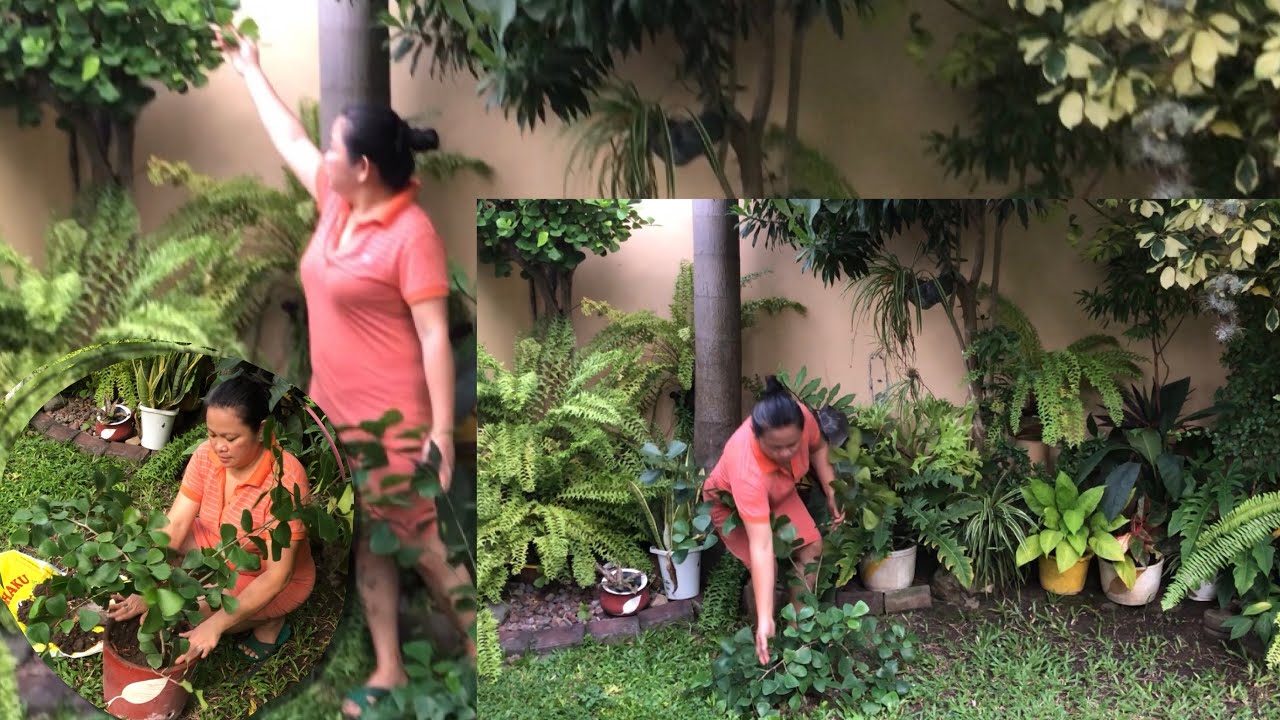 Transplanting Ficus Nana Plant from Ground to Pot #planting #plants # ...