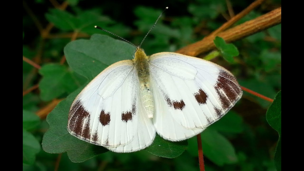 Pieris brassicae - The Large White - female and male - YouTube