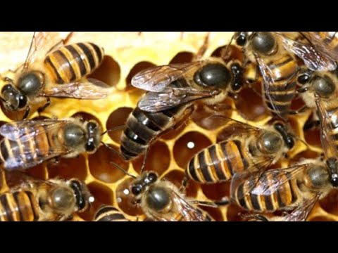Yerli Arı Irklarımız İle Çalışmak
