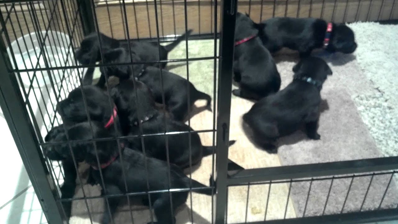 Black lab puppies 3 weeks old - YouTube