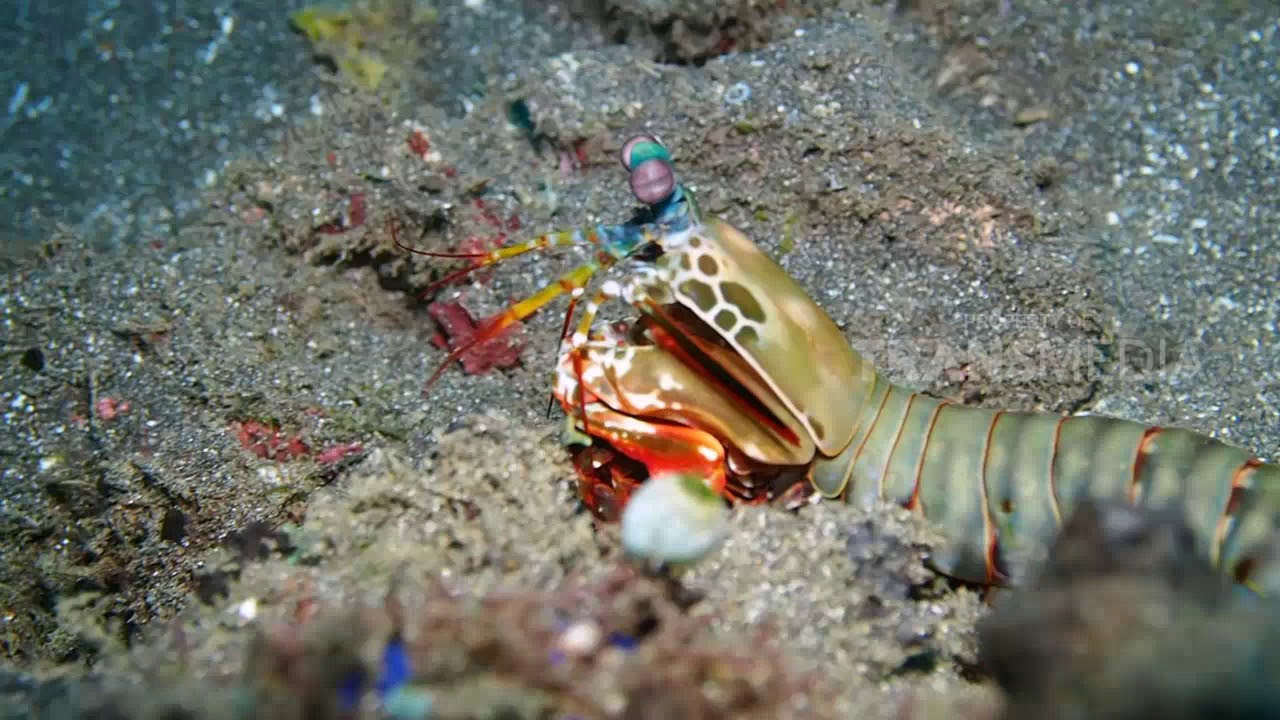 SI OTAN | CRUSTACEA DAN MOLLUSCA (29/01/18) 1-3 - YouTube